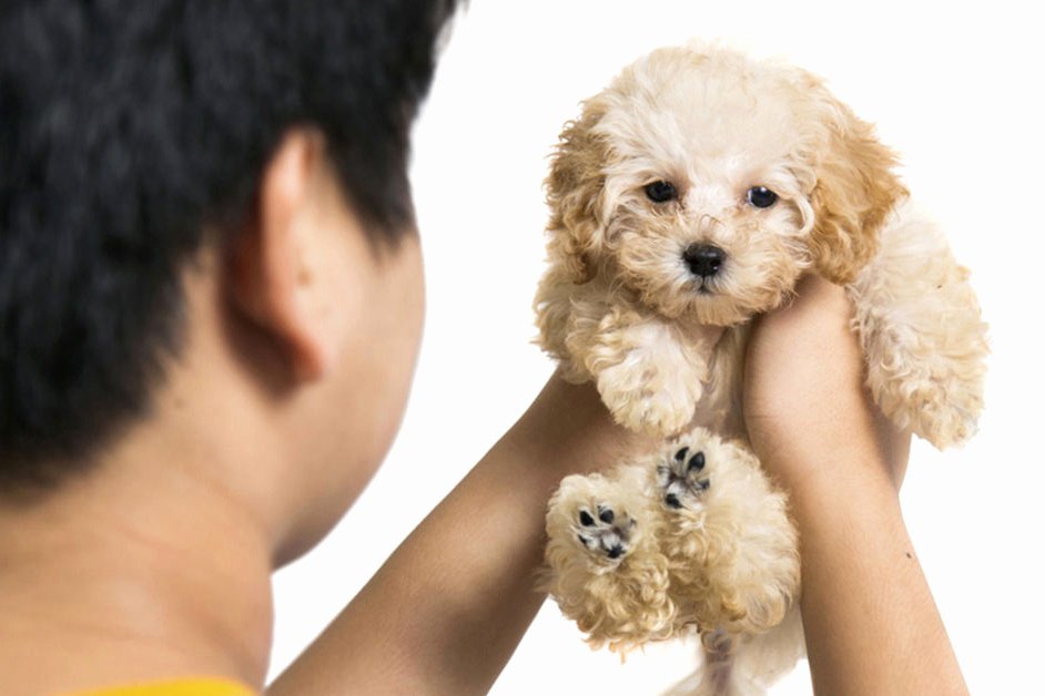 30 Breeding Contracts For Puppies Example Document Template
